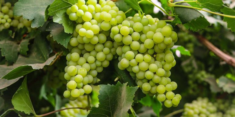 11 major health benefits of grapes to the body - KENYAN MOVES