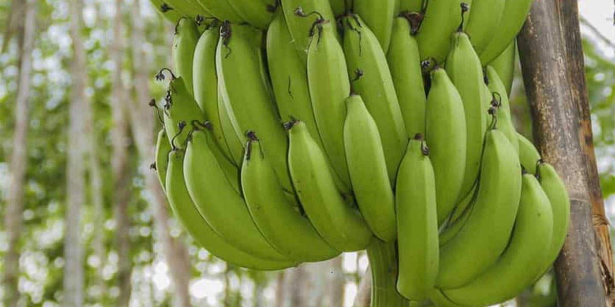 18 different types of bananas you need to know - KENYAN MOVES
