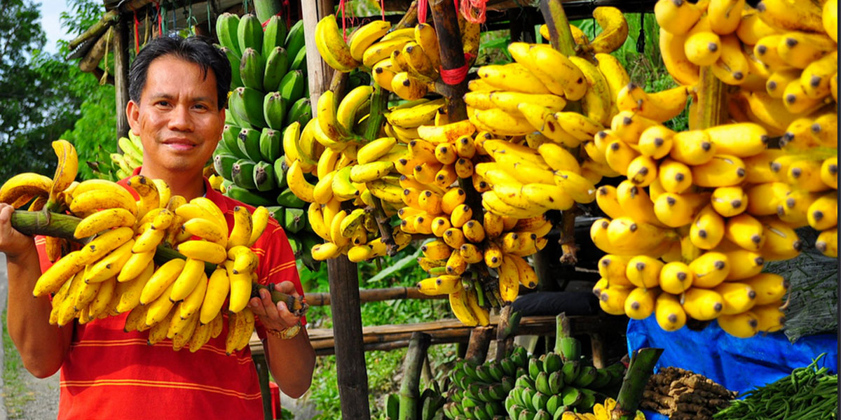 18 different types of bananas you need to know - KENYAN MOVES