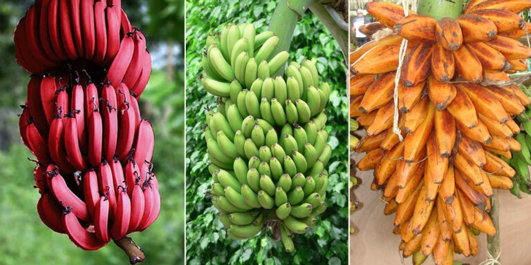18 different types of bananas you need to know - KENYAN MOVES