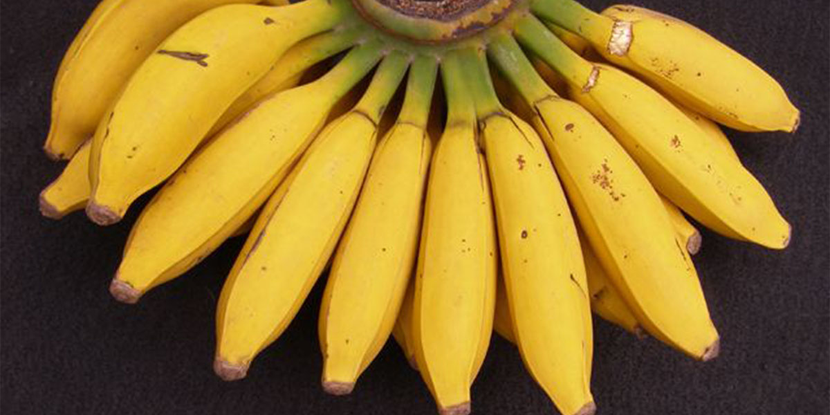 18 different types of bananas you need to know - KENYAN MOVES