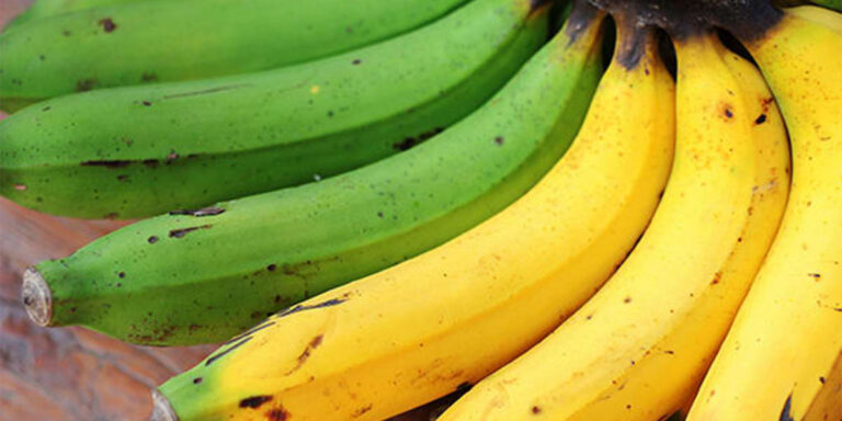 18 different types of bananas you need to know - KENYAN MOVES