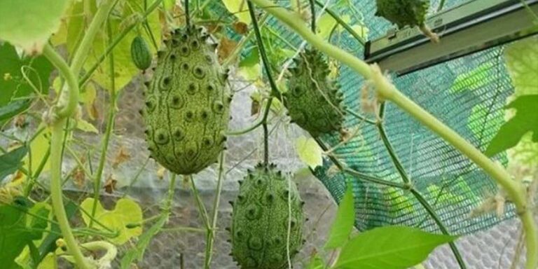 Top 10 health benefits of thorn melon (Kiwano/Horned melon) to the ...